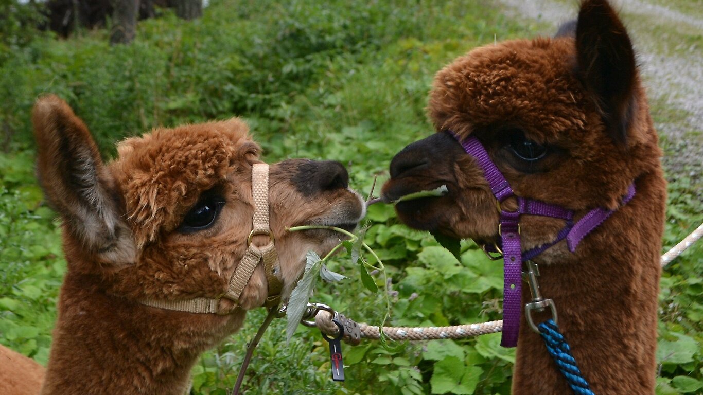 Lama - Alpaca Meet & Greet
