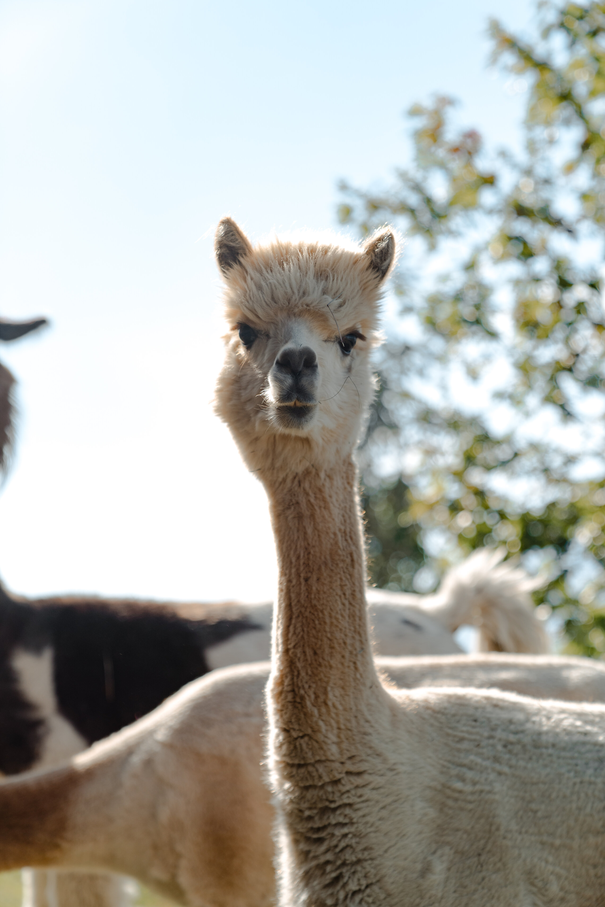 Lama - Alpaka Meet & Greet